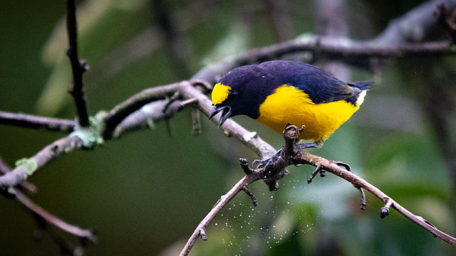 Foto fim-fim (Euphonia chlorotica) Por Moacir dos Santos | Wiki Aves ...