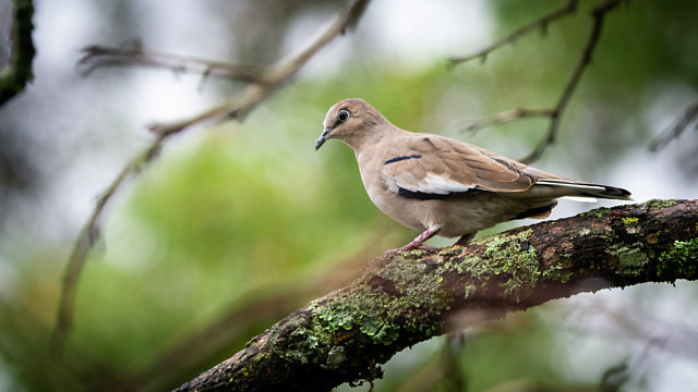 Foto rolinha-picuí (Columbina picui) Por Moacir dos Santos | Wiki Aves ...