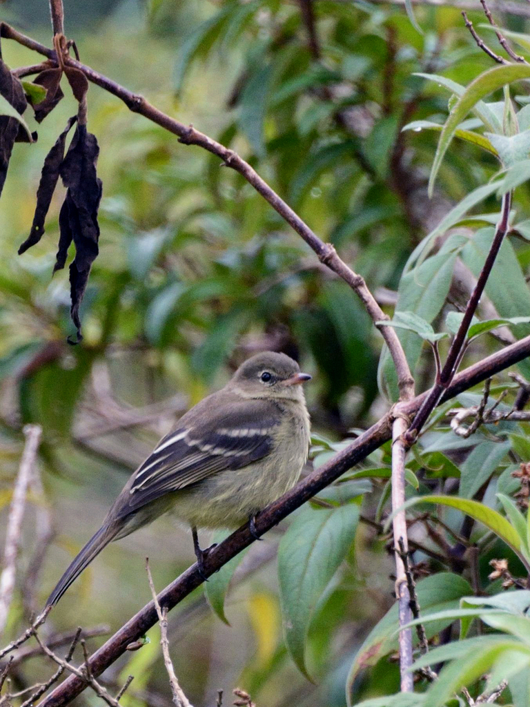 Foto tucão (Elaenia obscura) Por Celi Aurora | Wiki Aves - A ...