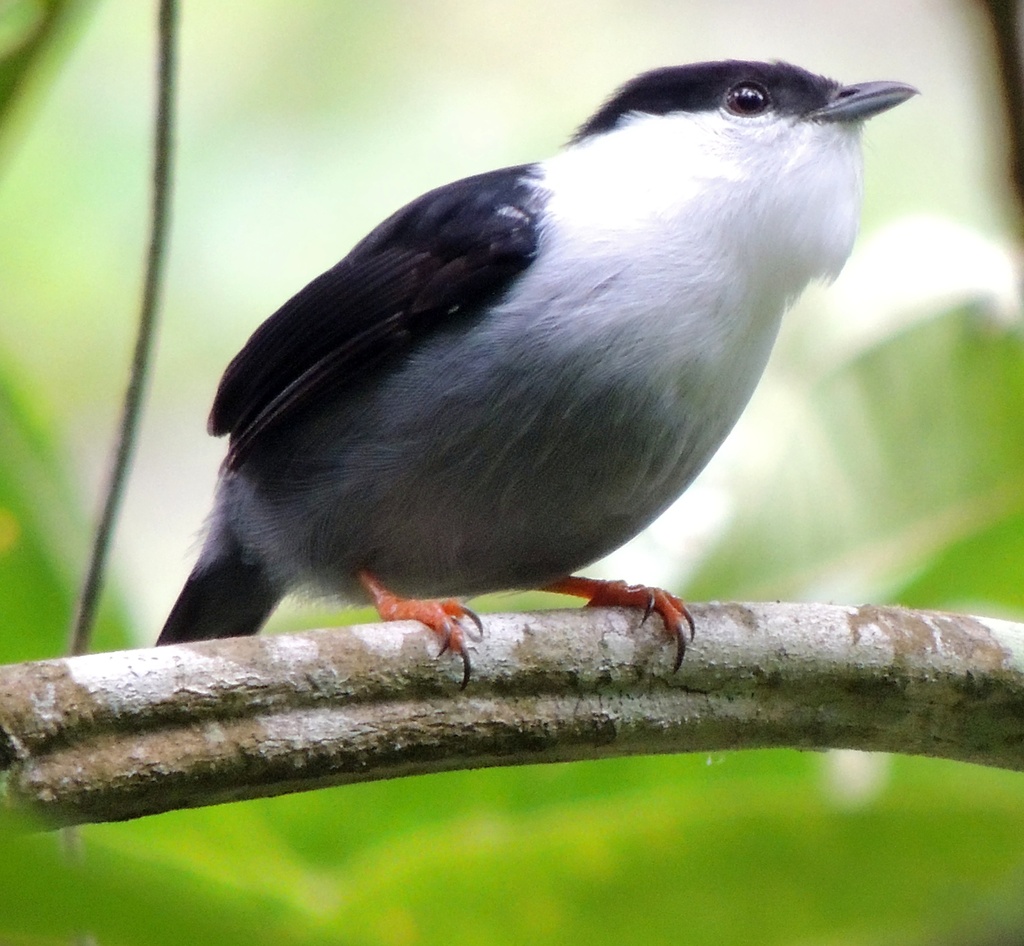 Foto rendeira (Manacus manacus) Por José Jozeildo (Dinho) | Wiki Aves ...