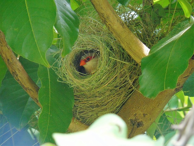 bico-de-lacre (Estrilda astrild) | WikiAves - A Enciclopédia das Aves ...