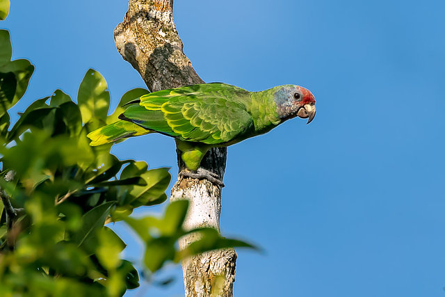 Foto papagaio-de-cara-roxa (Amazona brasiliensis) Por Rogerio Levighini ...