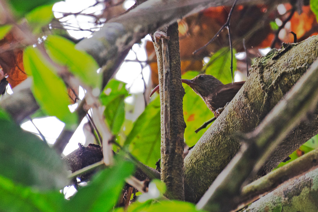 Foto arapaçu-de-bico-curvo-de-rondônia (Campylorhamphus probatus) Por ...