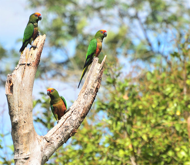 Foto jandaia-de-testa-vermelha (Aratinga auricapillus) Por Arnon Borges ...