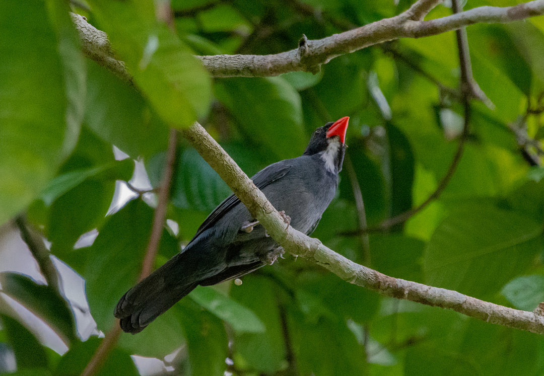 Foto bico-encarnado (Saltator grossus) Por Marcelo Rangel | Wiki Aves ...