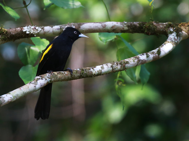 Foto tecelão (Cacicus chrysopterus) Por Carlos Eduardo Agne | Wiki Aves ...