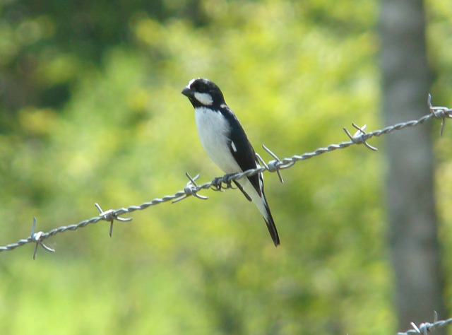 Foto bigodinho (Sporophila lineola) Por Daniel Gabbay | Wiki Aves - A ...