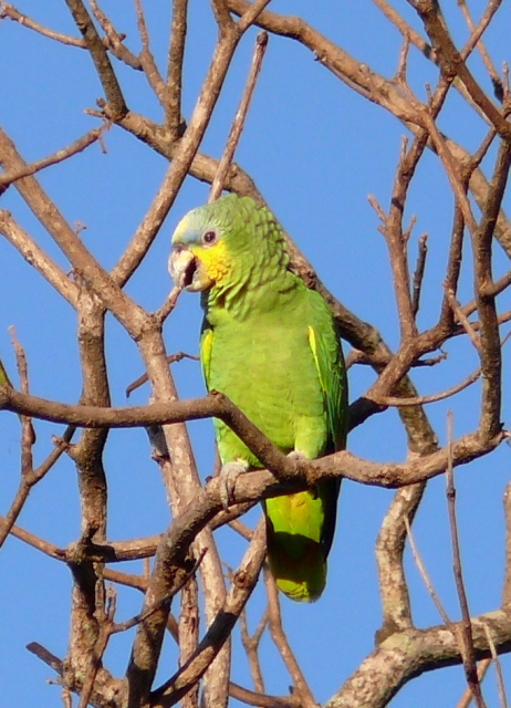 Foto curica (Amazona amazonica) Por Danilo Mota | Wiki Aves - A ...