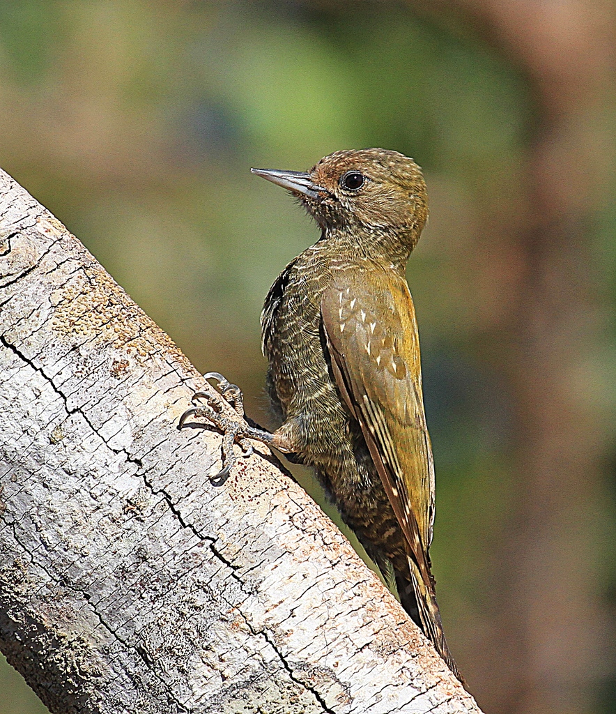 Foto pica-pau-pequeno (Veniliornis passerinus) Por Lindolfo Souto ...