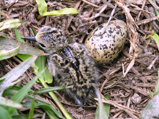 pernilongo-de-costas-negras (Himantopus mexicanus) | WikiAves - A ...