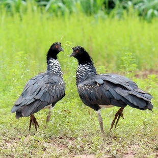 anhuma (Anhima cornuta) | WikiAves - A Enciclopédia das Aves do Brasil