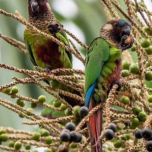 tiriba-de-testa-azul (Pyrrhura picta) | WikiAves - A Enciclopédia das ...