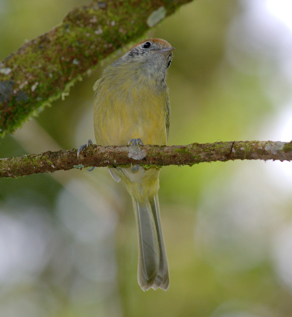 Foto verdinho-coroado (Hylophilus poicilotis) Por Glauco Tonello | Wiki ...