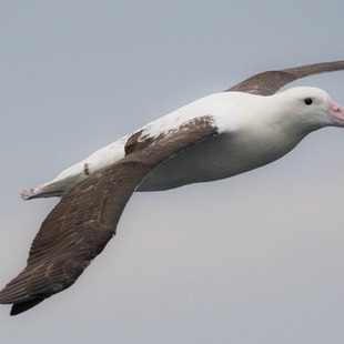 albatroz-real-do-norte (Diomedea sanfordi) | WikiAves - A Enciclopédia ...