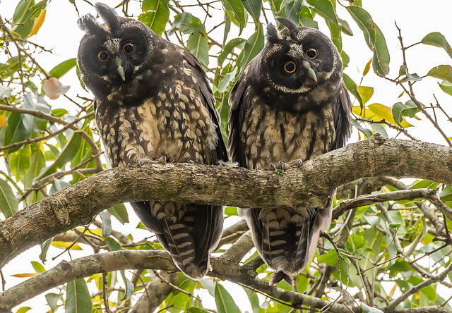 Foto mocho-diabo (Asio stygius) Por Ernesto Berkenbrock | Wiki Aves - A ...