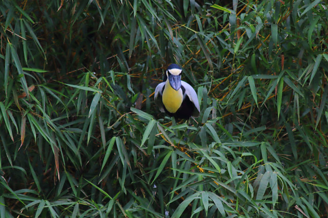 Foto arapapá (Cochlearius cochlearius) Por Carlos Roberto | Wiki Aves ...