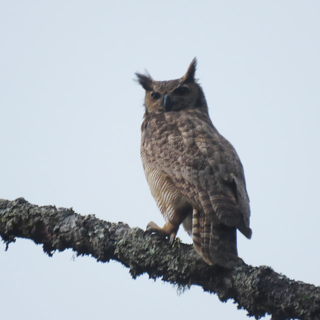 Foto jacurutu (Bubo virginianus) Por Ronaldo Rodrigues de Moraes | Wiki ...