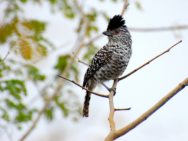 Foto choca-barrada-do-nordeste (Thamnophilus capistratus) Por Stephen ...