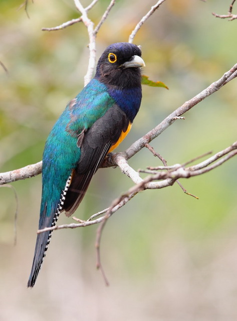 Foto surucuá-violáceo (Trogon violaceus) Por Anselmo d`Affonseca | Wiki ...
