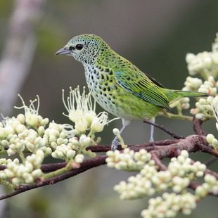 saíra-negaça (Tangara punctata) | WikiAves - A Enciclopédia das Aves do ...