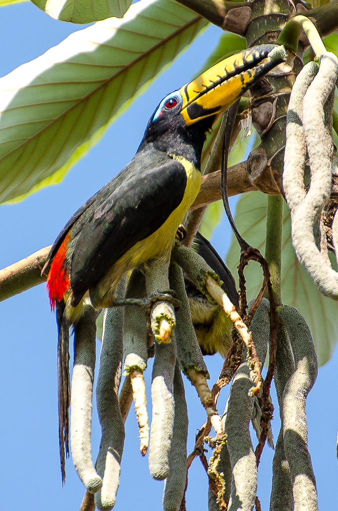 Foto araçari-de-bico-riscado (Pteroglossus inscriptus) Por Paulo Lahr ...
