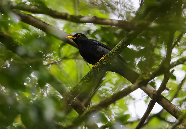 Foto sabiá-una (Turdus flavipes) Por Claudio Furini | Wiki Aves - A ...