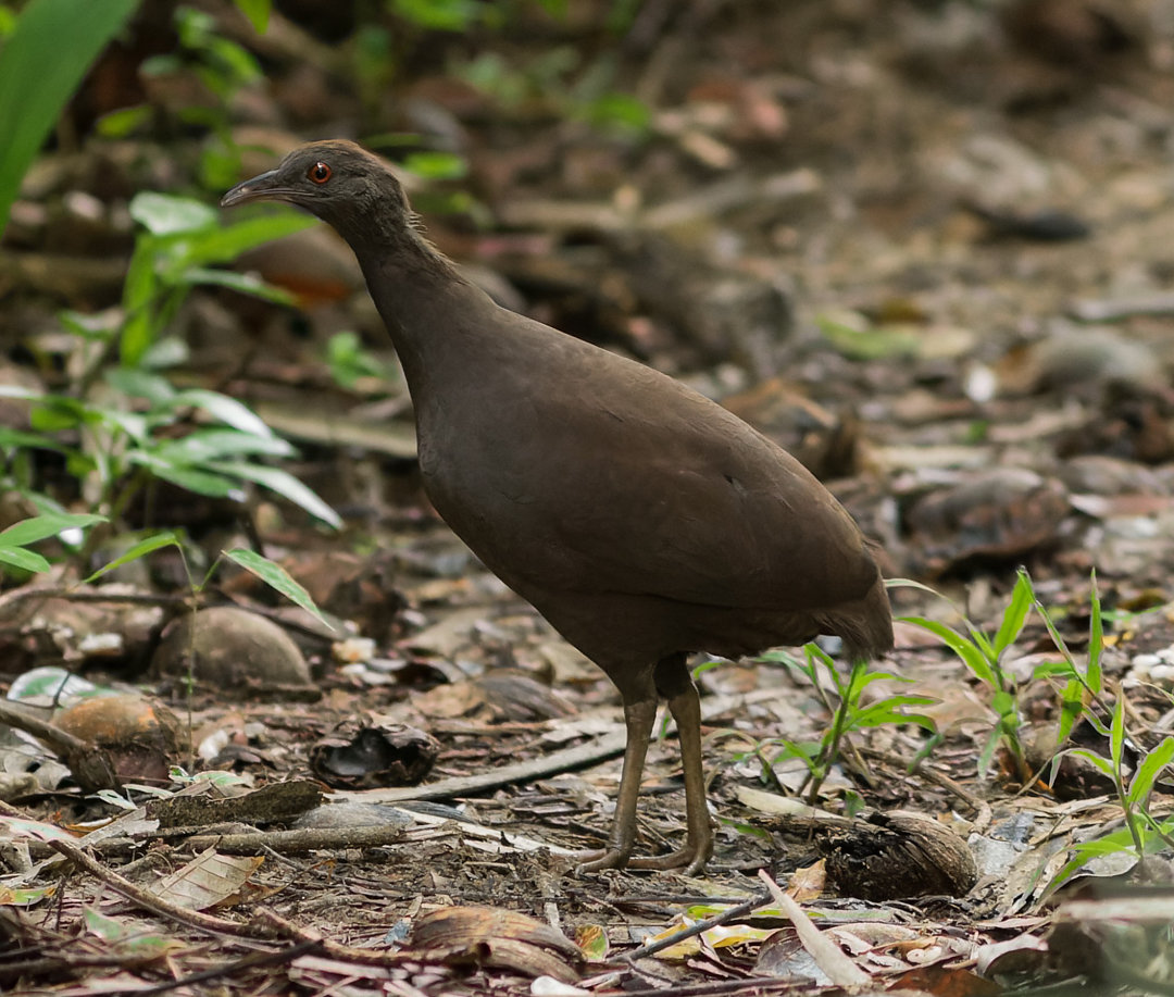 Foto inhambu-pixuna (Crypturellus cinereus) Por Luis Morais_ | Wiki ...
