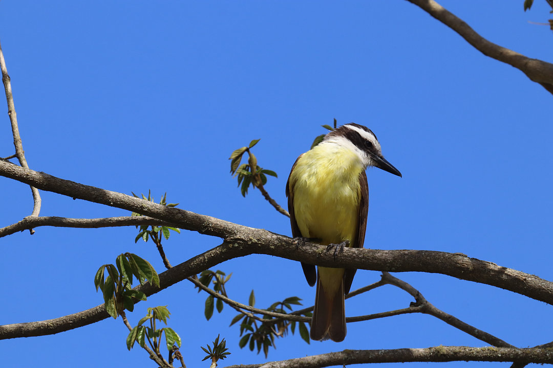 Foto bem-te-vi (Pitangus sulphuratus) Por Ricardo Monti | Wiki Aves - A ...