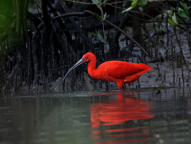 Foto guará (Eudocimus ruber) Por Eliane Zaltman | Wiki Aves - A ...