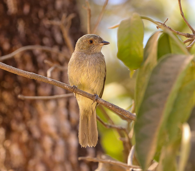 Foto fruxu-do-cerradão (Neopelma pallescens) Por Luiz Moura | Wiki Aves ...