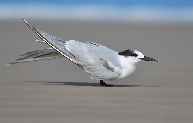 trinta-réis-boreal (Sterna hirundo) | WikiAves - A Enciclopédia das ...