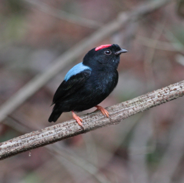 Foto tangará-príncipe (Chiroxiphia pareola) Por Adryand Coelho | Wiki ...