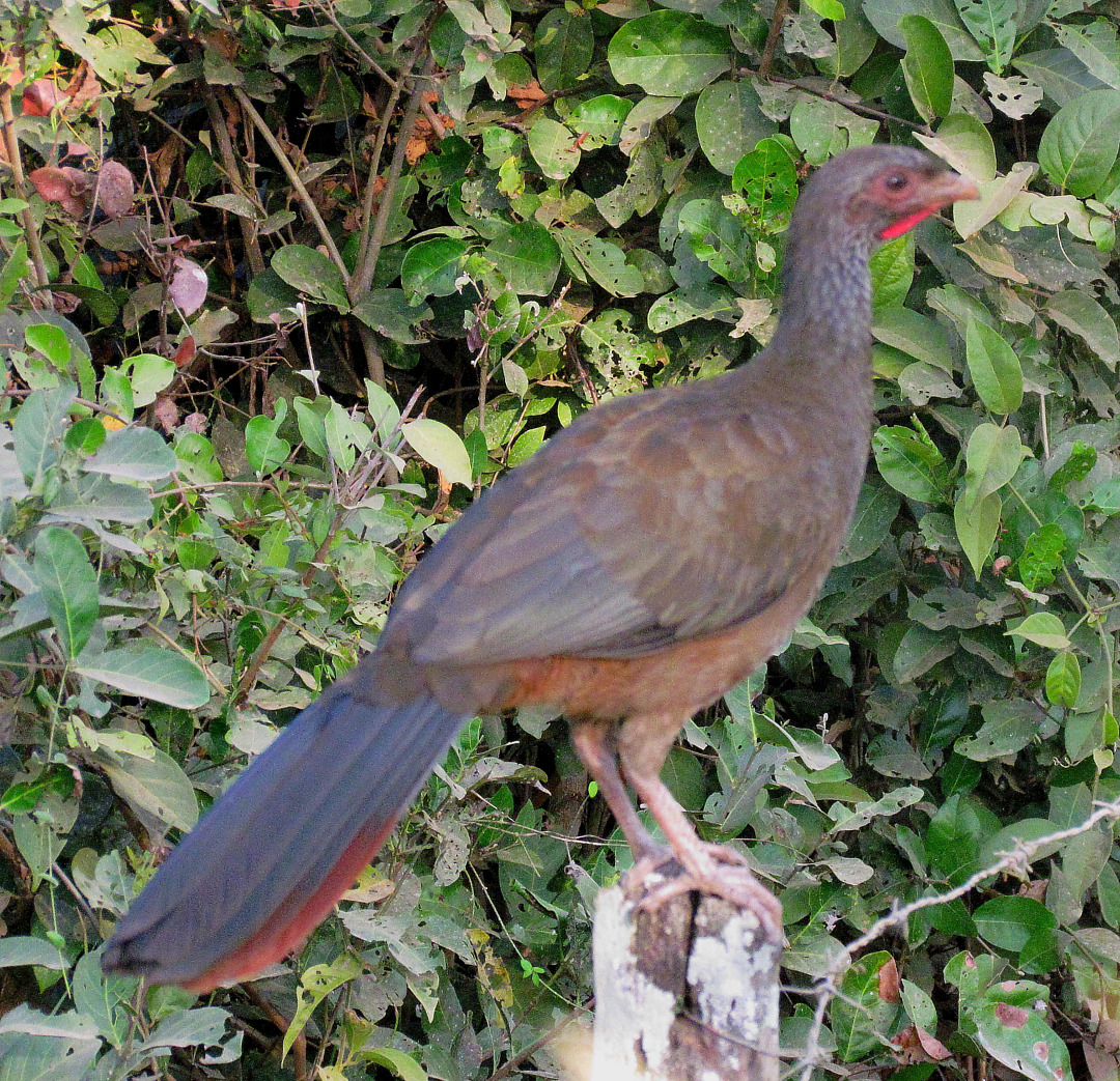 Foto aracuã-do-pantanal (Ortalis canicollis) Por Mats Hildeman | Wiki ...