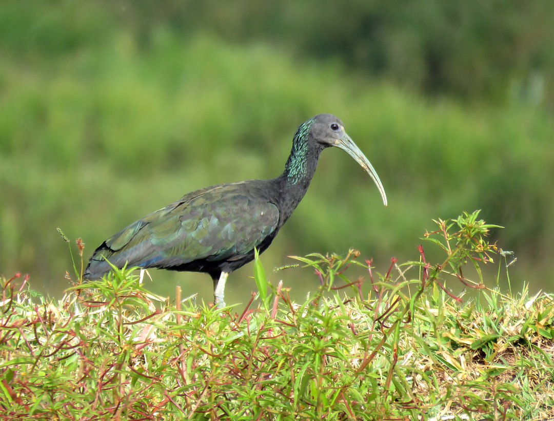 Foto coró-coró (Mesembrinibis cayennensis) Por Wagner Loureiro | Wiki ...