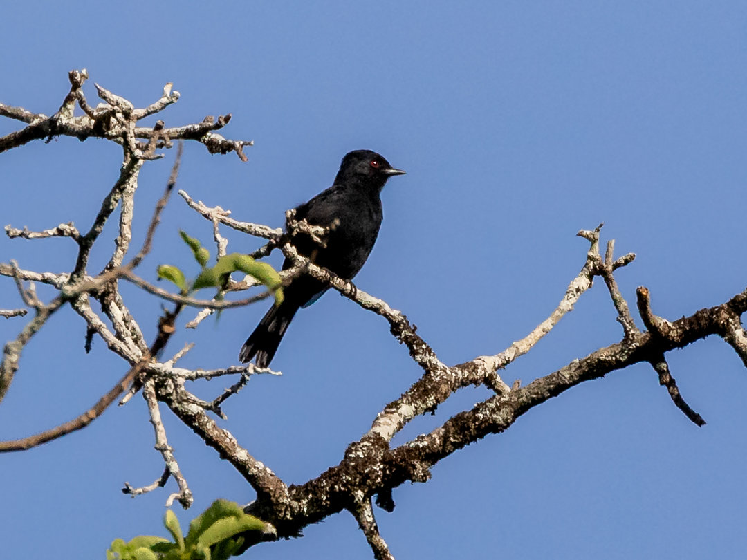 Foto maria-preta-do-nordeste (Knipolegus franciscanus) Por Hector ...