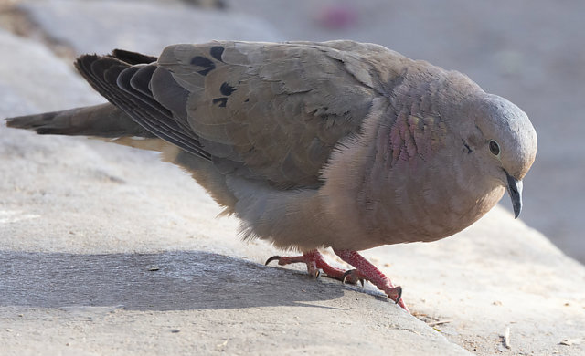 Foto avoante (Zenaida auriculata) Por Pedro Ávila Figueiredo | Wiki ...