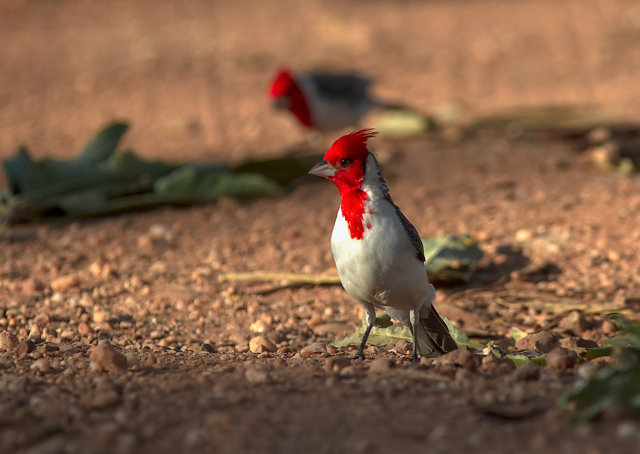 Foto cardeal (Paroaria coronata) Por Antonino G. Medina (Toni) | Wiki ...