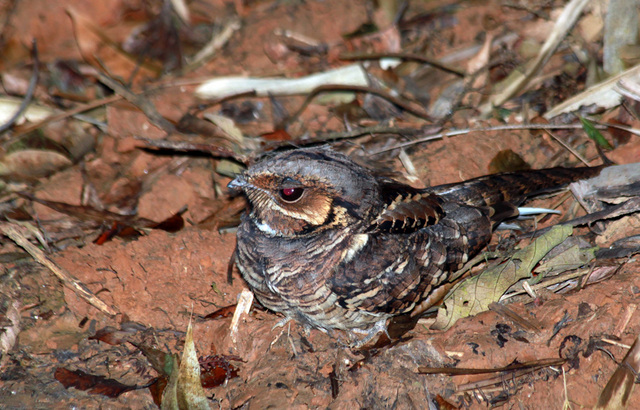 Foto bacurau (Nyctidromus albicollis) Por Lucas Valério | Wiki Aves - A ...