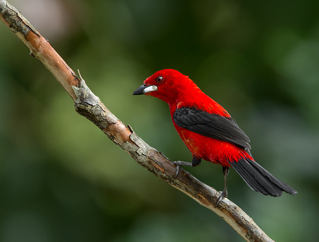 Foto tiê-sangue (Ramphocelus bresilia) Por Ester Ramirez | Wiki Aves ...