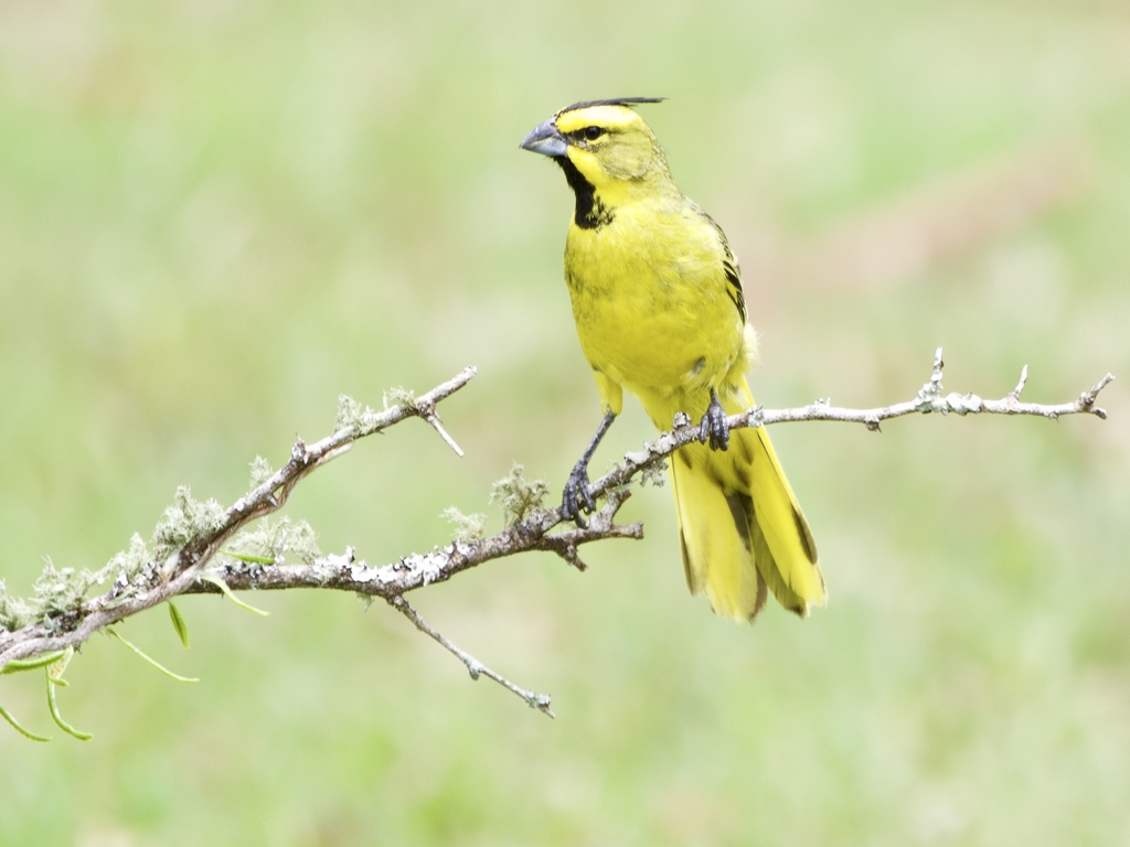 Foto cardeal-amarelo (Gubernatrix cristata) Por Sergio Berkenbrock ...
