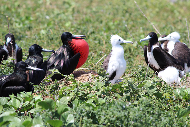 Foto fragata (Fregata magnificens) Por Lucas Cabral L. Ferreira | Wiki ...