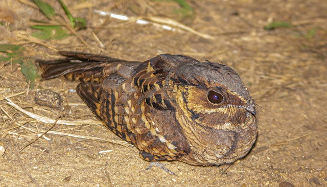 Foto bacurau (Nyctidromus albicollis) Por José Pireni | Wiki Aves - A ...