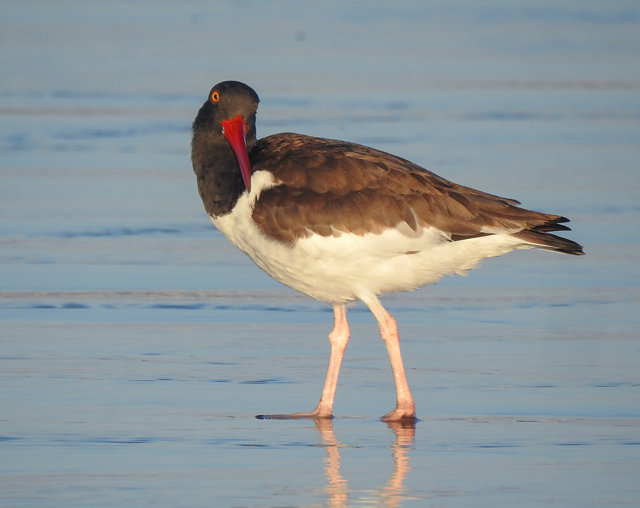 Foto piru-piru (Haematopus palliatus) Por Joseane Derengoski | Wiki ...
