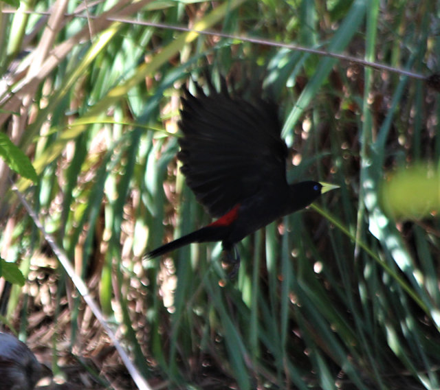 Foto guaxe (Cacicus haemorrhous) Por Lucas Cabral L. Ferreira | Wiki ...