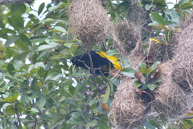 xexéu (Cacicus cela) | WikiAves - A Enciclopédia das Aves do Brasil