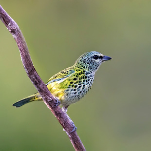 saíra-negaça (Tangara punctata) | WikiAves - A Enciclopédia das Aves do ...