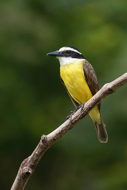 Foto bem-te-vi (Pitangus sulphuratus) Por Luiz Fernando Matos | Wiki ...