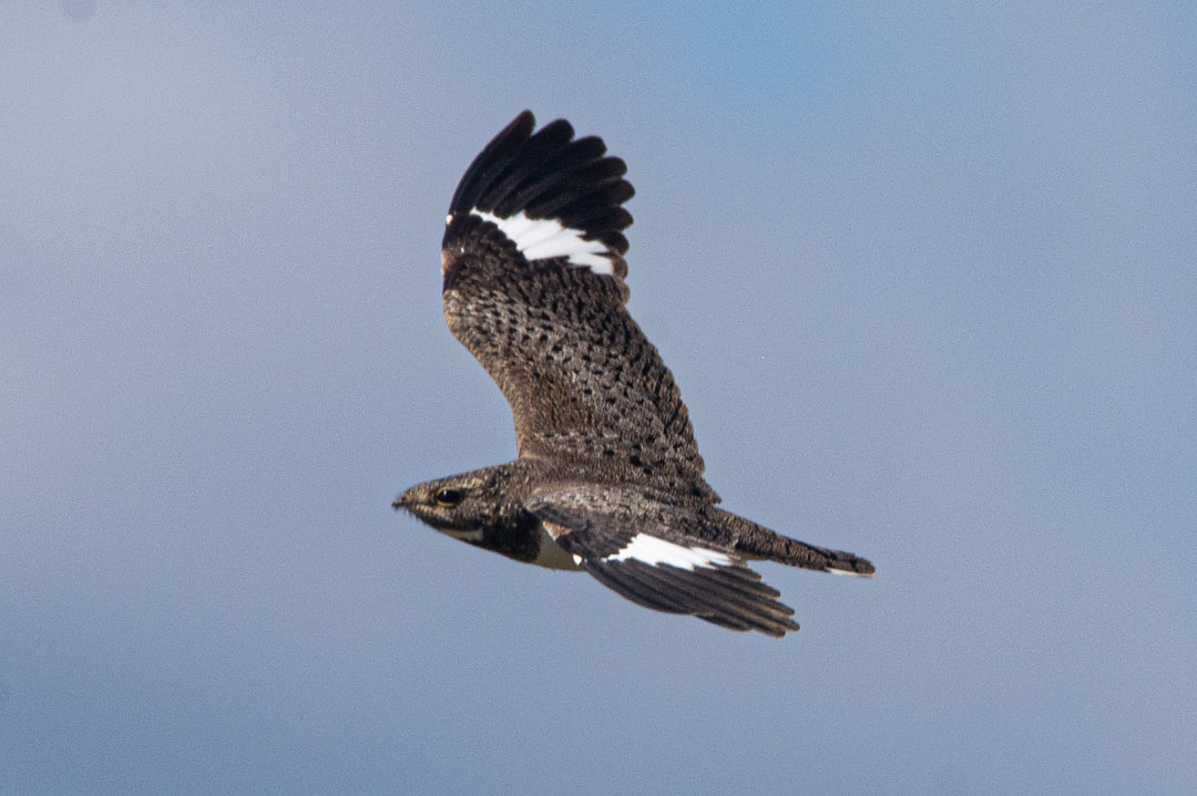Foto corucão (Podager nacunda) Por Lucas Gusso | Wiki Aves - A ...