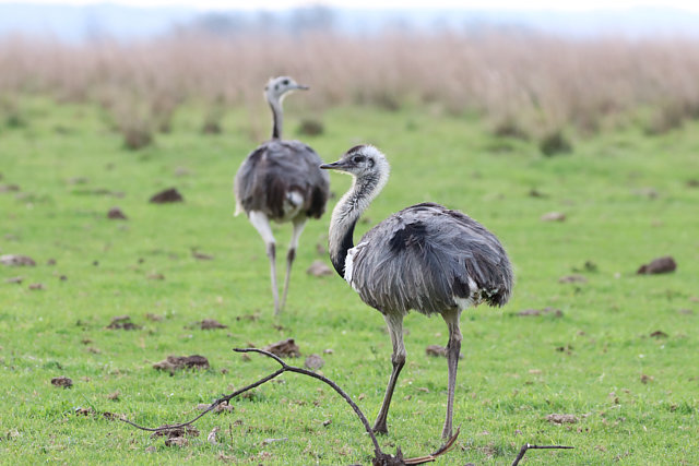 Foto ema (Rhea americana) Por Wellington Souza | Wiki Aves - A ...