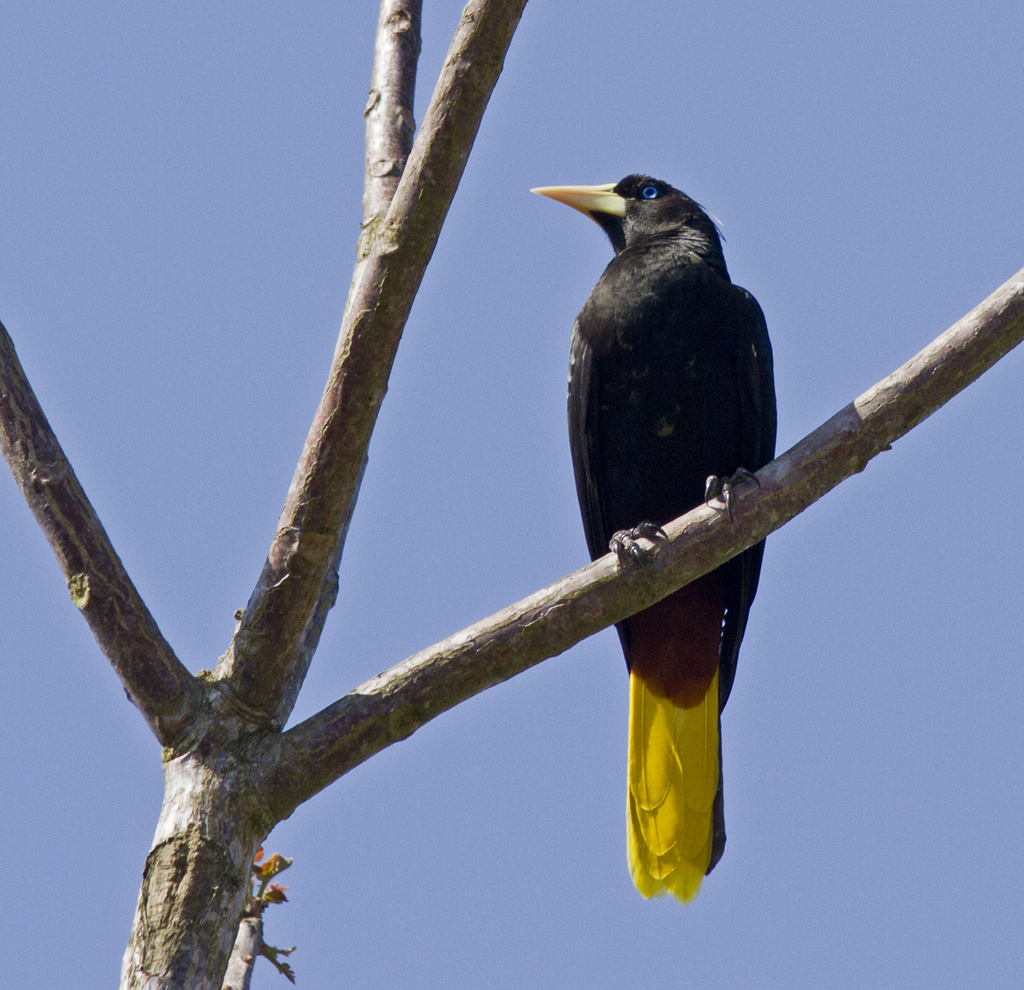 Foto japu (Psarocolius decumanus) Por Moysés Bossi Lima | Wiki Aves - A Enciclopédia das Aves do ...